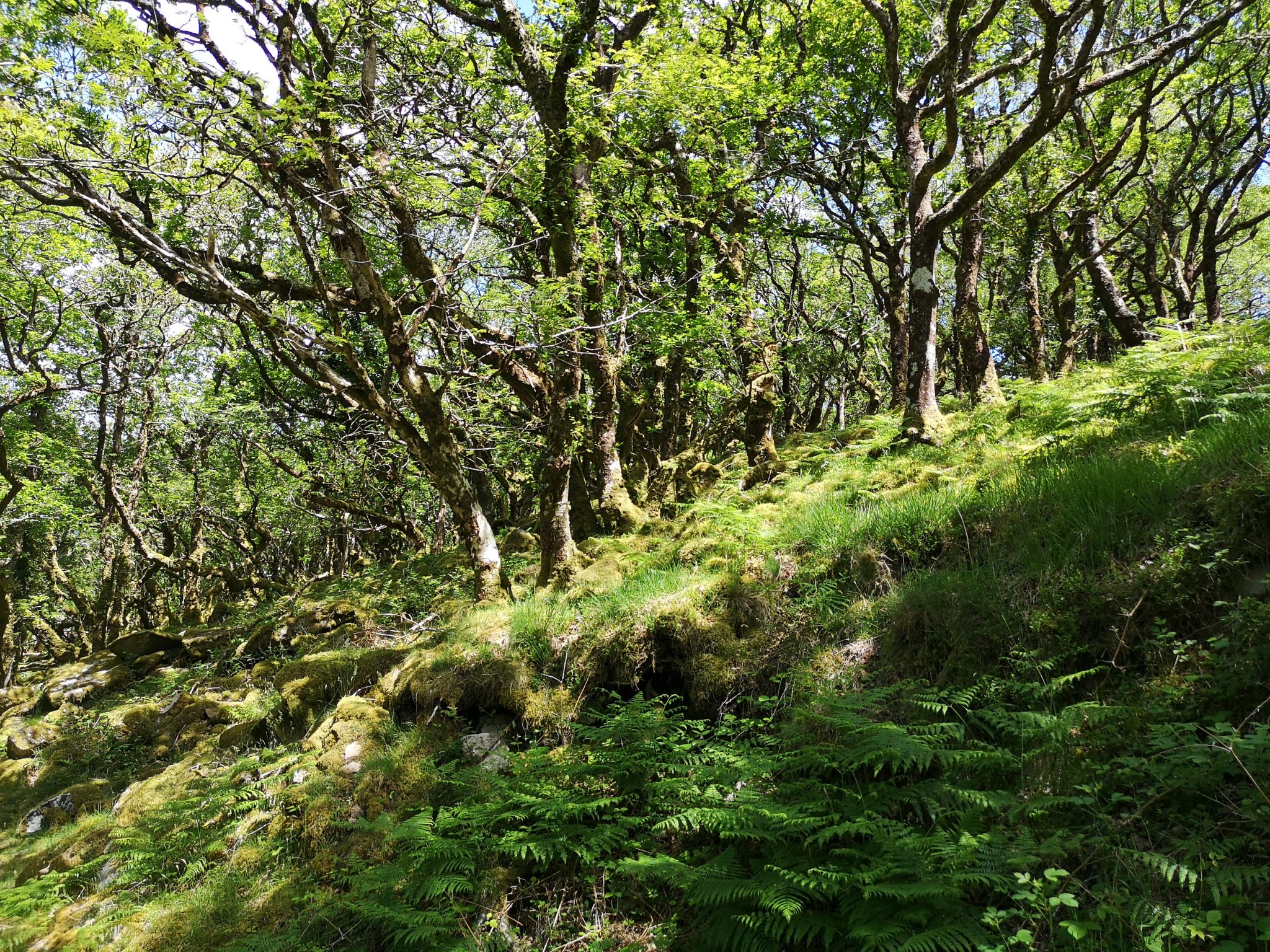Temperate Rain Forest in the Westcountry that you can visit whilst ...